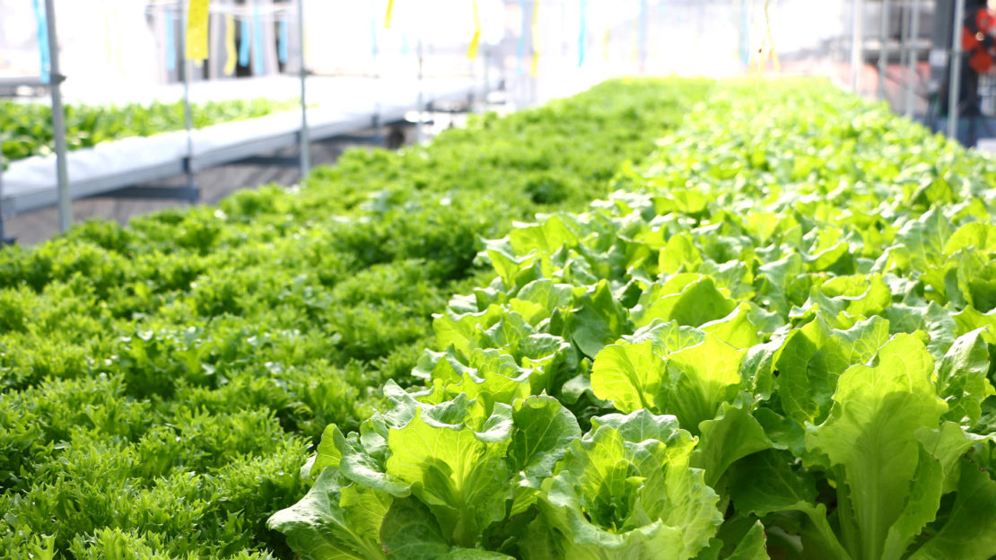 Lettuce | Crest For Agricultural Development