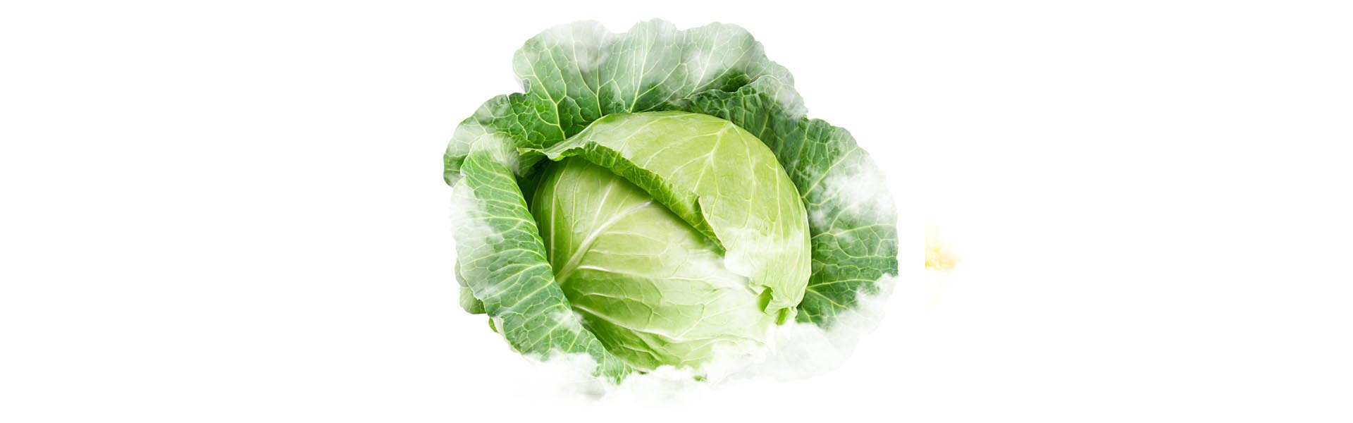 Fresh Cabbage | Crest For Agricultural Development