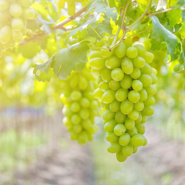 Graps | Crest For Agricultural Development